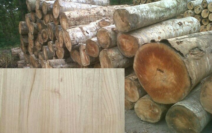 15 jenis kayu di indonesia