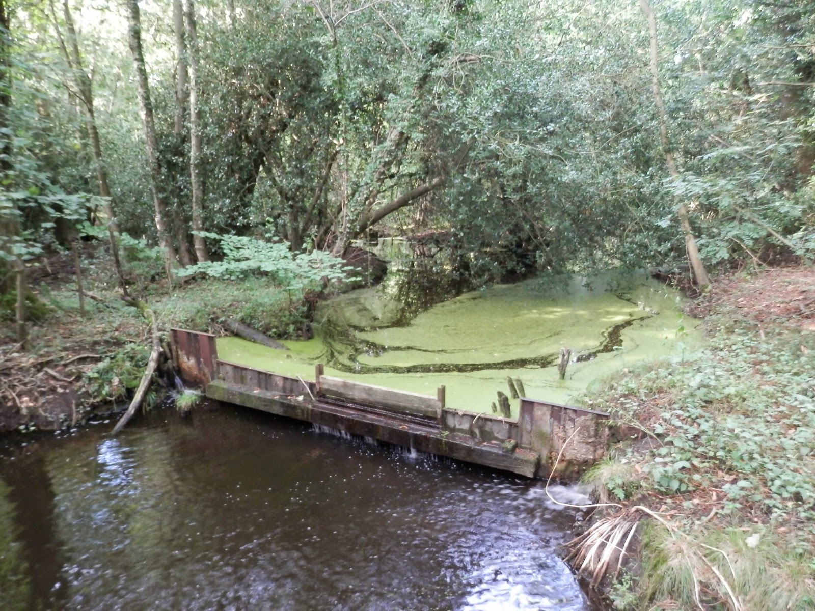 Norfolk and Suffolk: Angles Way past the lower end of Flixton Decoy