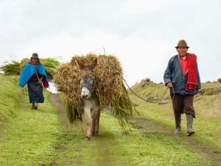 Nacionalidades y Grupos Étnicos del Ecuador: 10. CACHAS