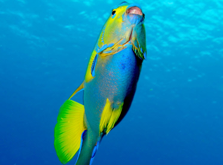 Queen Angelfish | The Life of Animals