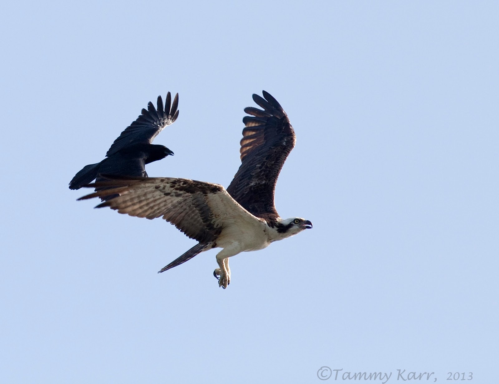 i heart florida birds: Raising a Fish Hawk