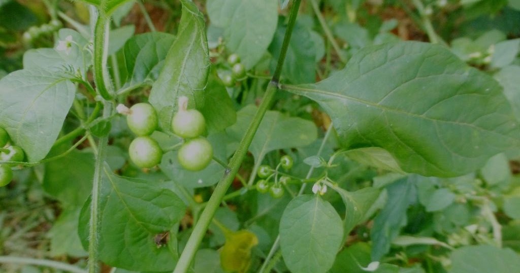 Healing Homeopathy: Solanum nigrum
