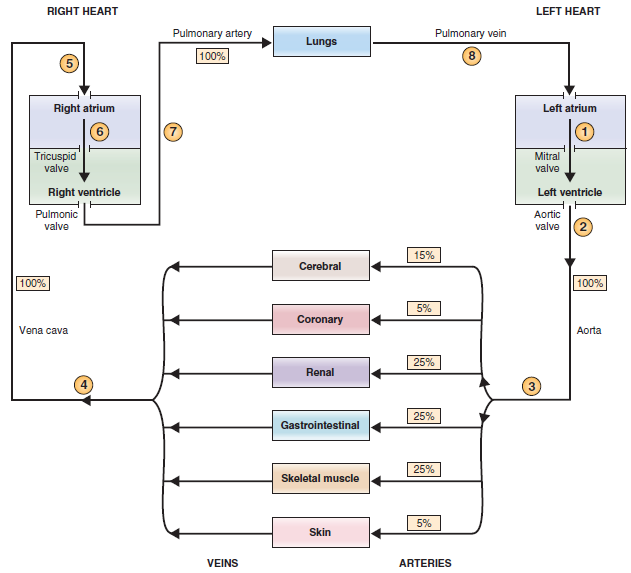 Circuitry of Cardiovascular System | Your Medical Advices
