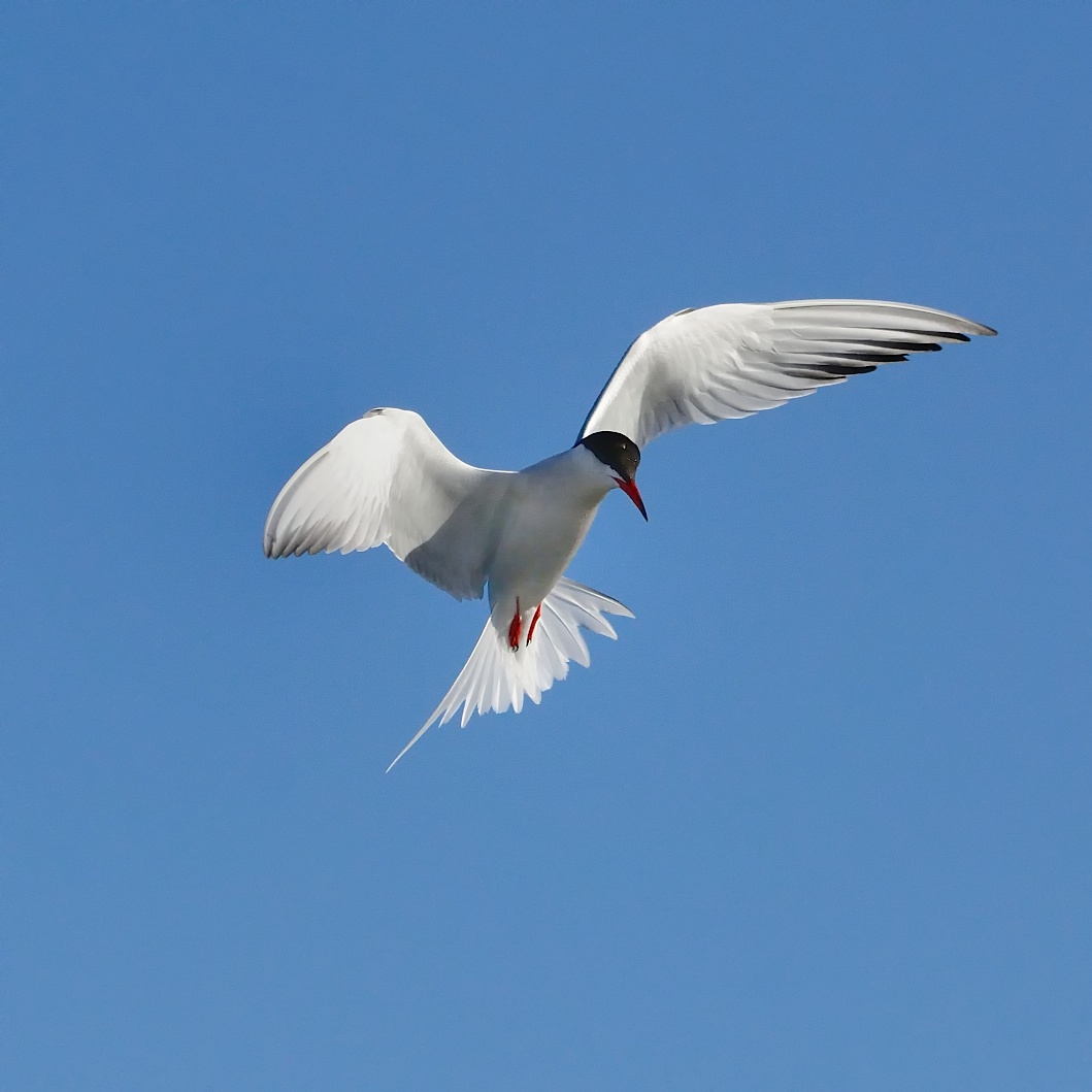 Knuts fugleblogg: Terne