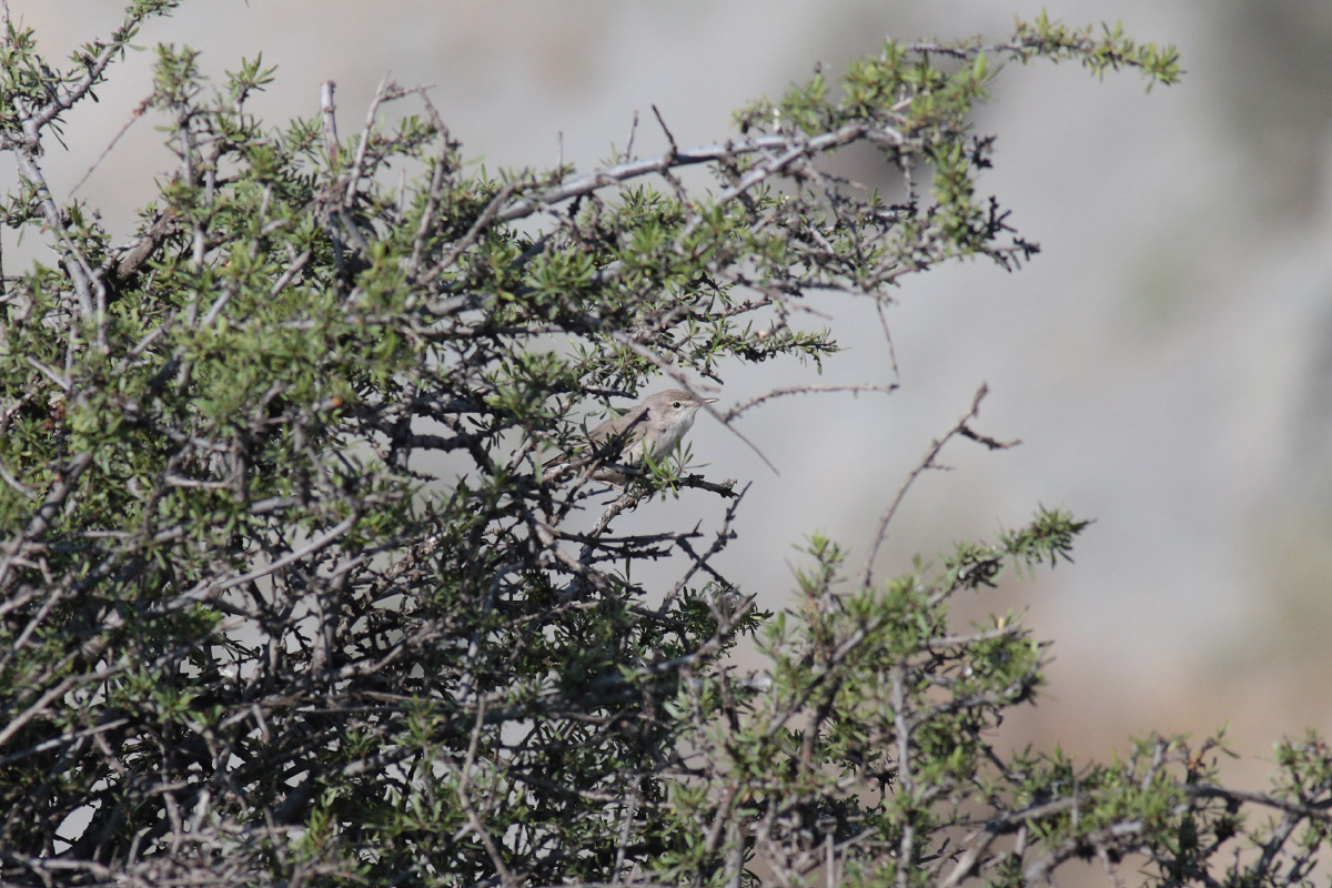 Birding Azerbaijan: Batumi Birding ‘Undiscovered Azerbaijan’ 28 May to ...