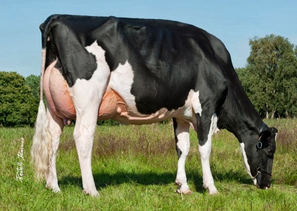 Dairy Farming: Holstein Friesian Cow Pictures