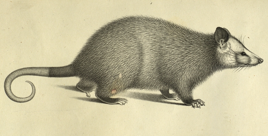 Encyclopédie du Rien: 2018