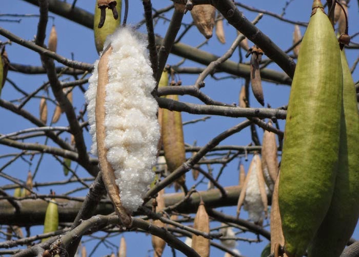 Reforestation and the Medicinal Uses of Trees -Liliana Usvat Research ...