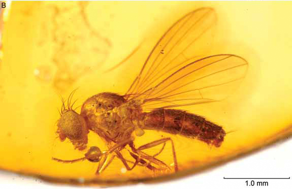 Sciency Thoughts: Miocene Quasimodo Flies in Dominican Amber.