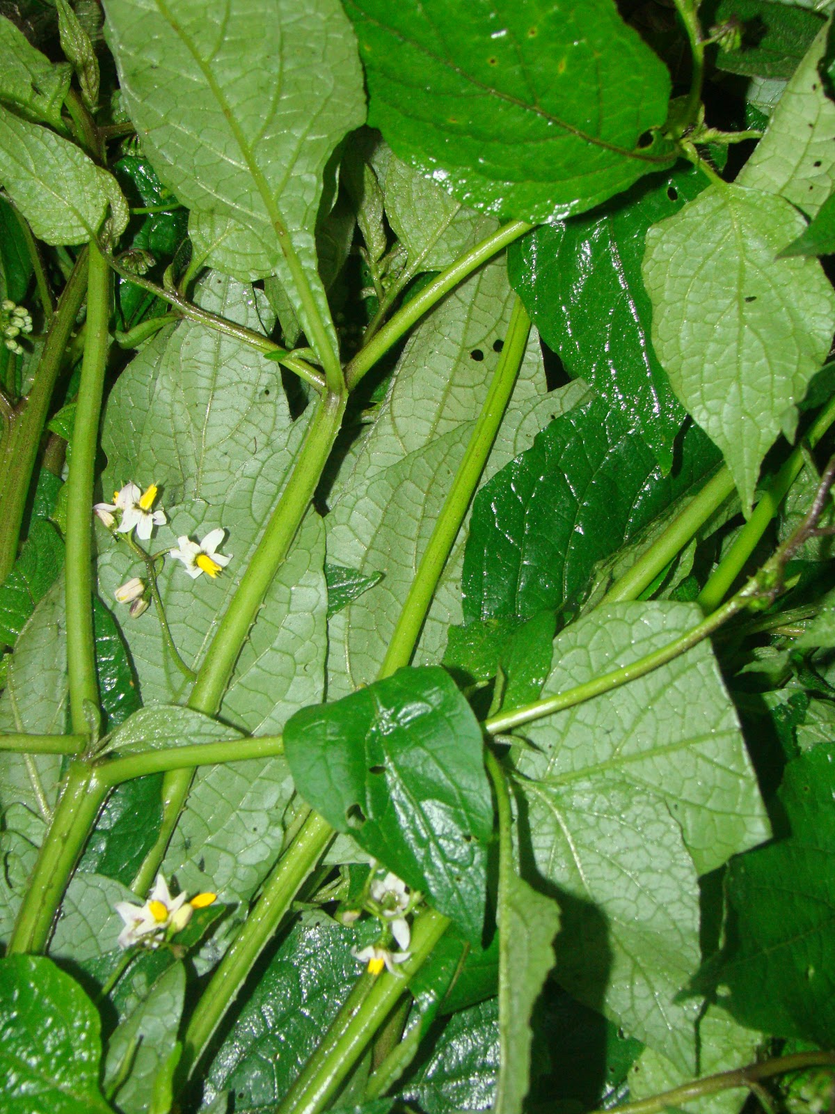Cocinas y Recetas: Quilete o macuy en la dieta guatemalteca, Columna ...