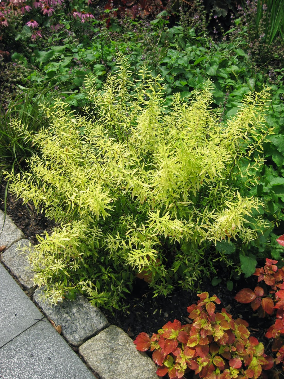 Rotary Botanical Gardens - Hort Blog: Golden Shrubberies