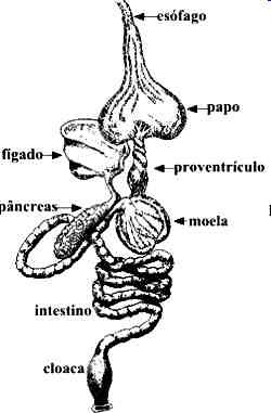LEANDRO MARTINS: Estrutura do Sistema Digestivo de uma ave