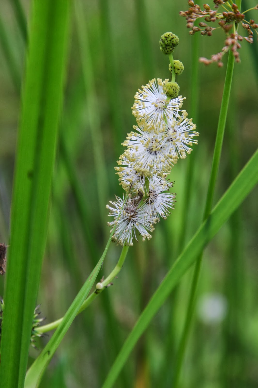 Isabella Conservation District Environmental Education Program: Native ...