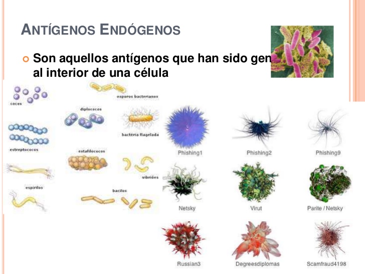 SISTEMA INMUNE: ANTIGENOS