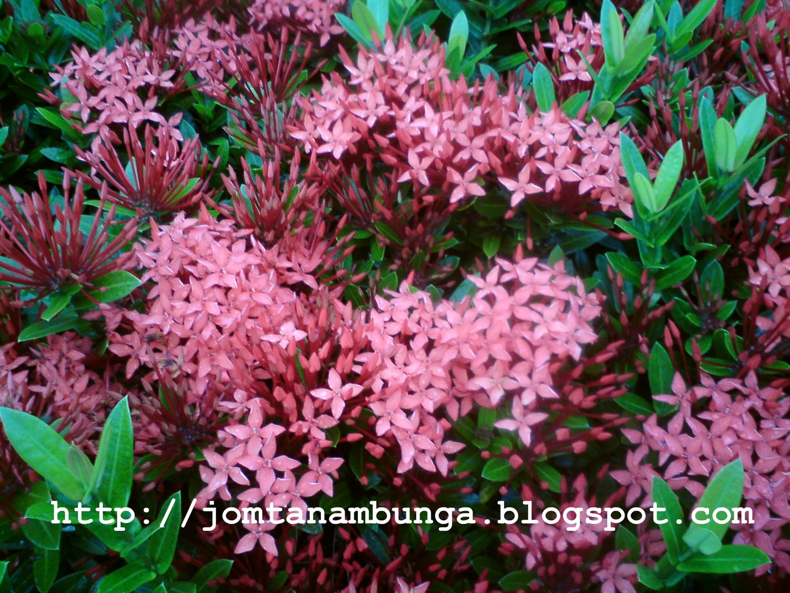 Jom Tanam Bunga: Album Bunga