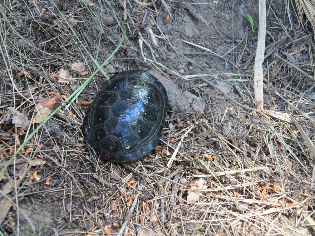 Clemmys guttata: la tortuga moteada: de maig 2013