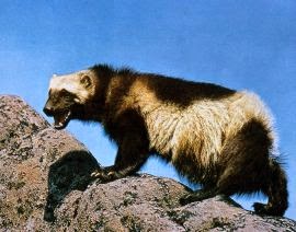 The Huckleberry Hiker: Wolverines in Glacier National Park