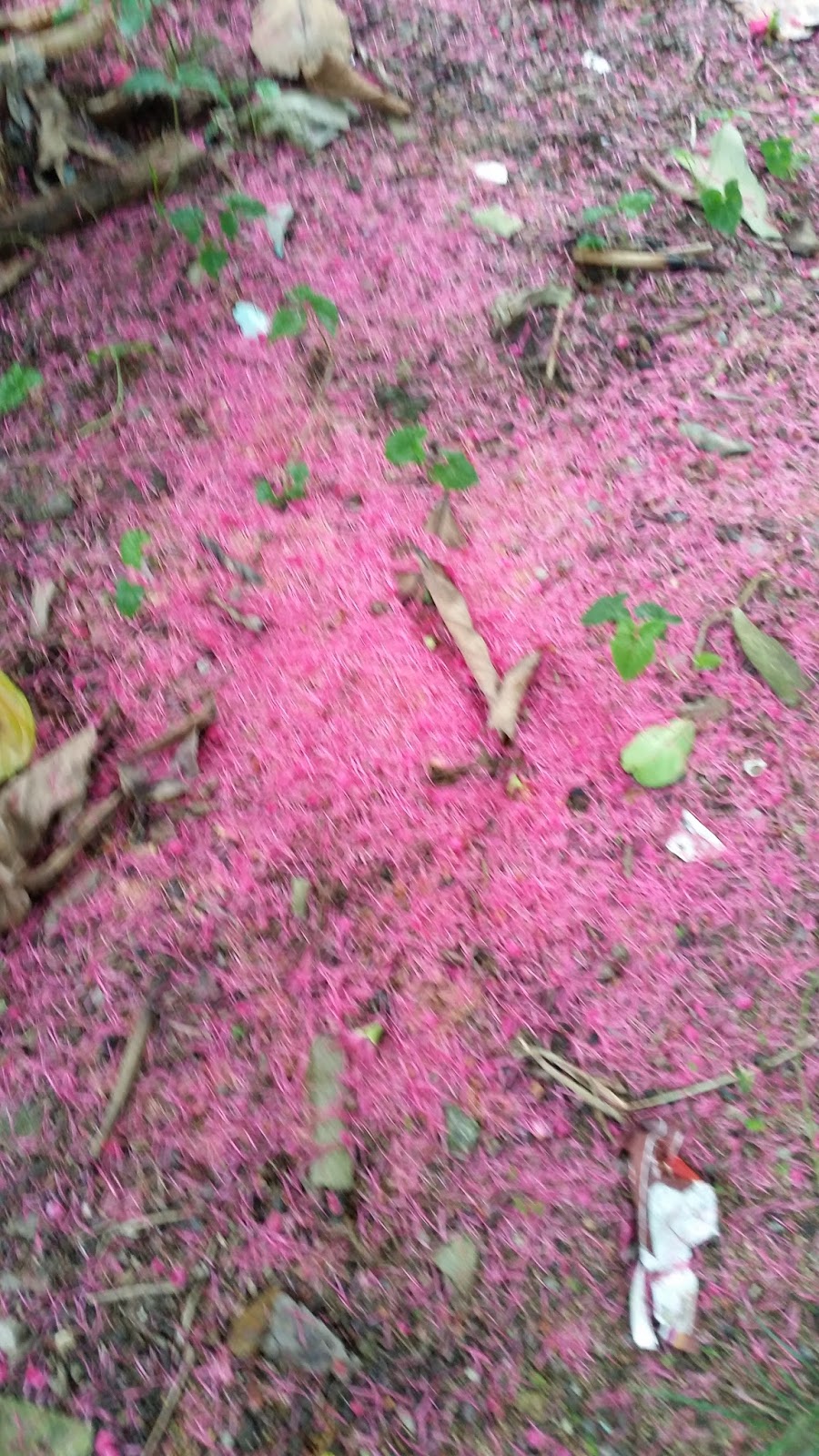 Warisan Petani: Pokok Jambu Bol Dah Berbunga.