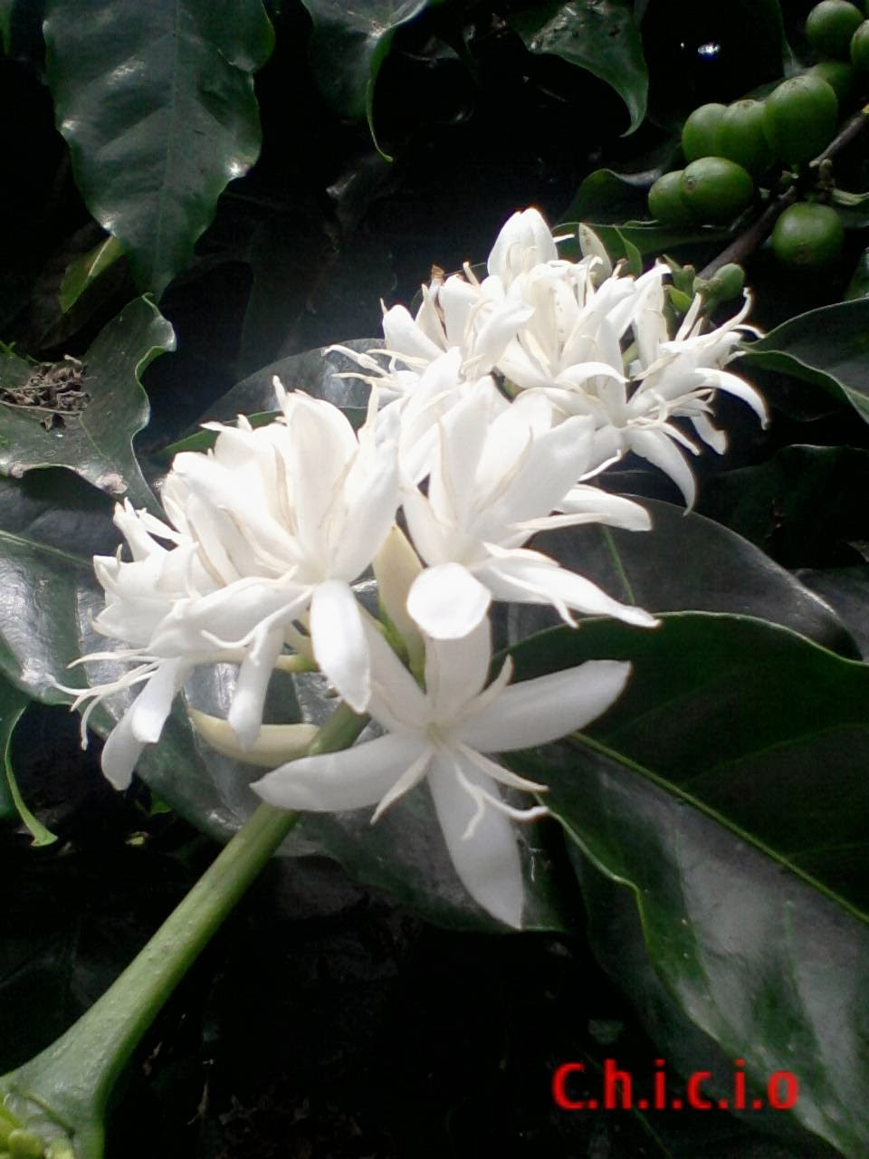 Langkah Kecil Chici: Bunga Kopi Bersemi di Takengon dan Bener Meriah