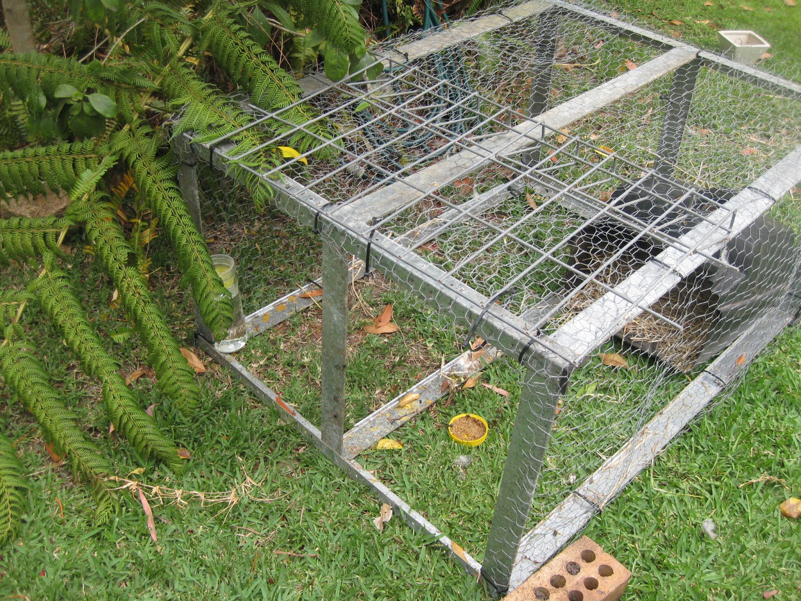 Making an isolation pen for a chicken...