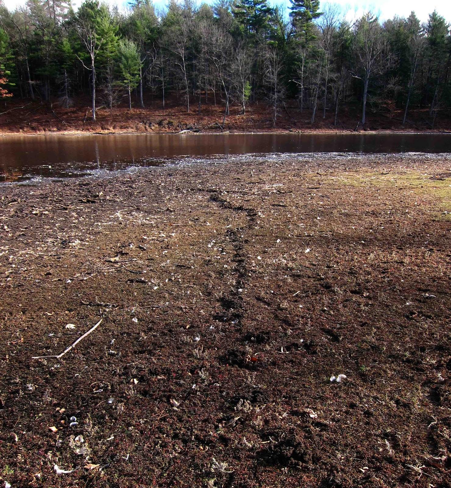 Saratoga woods and waterways: Mystery Mud Piles at Mud Pond