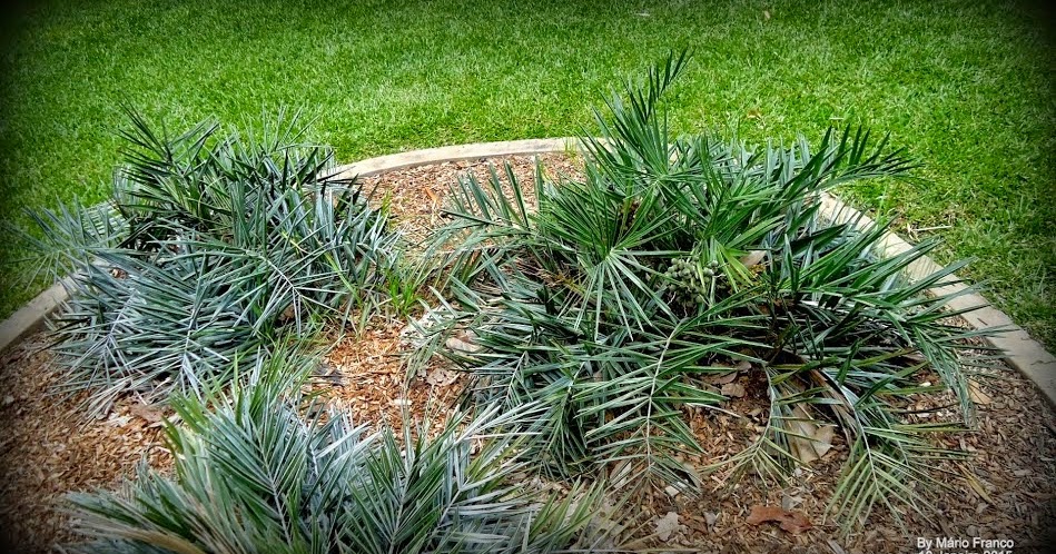 Meu Cantinho Verde: ARIRI- MIRIM, COQUINHO ARIRI - ( Syagrus microphylla )