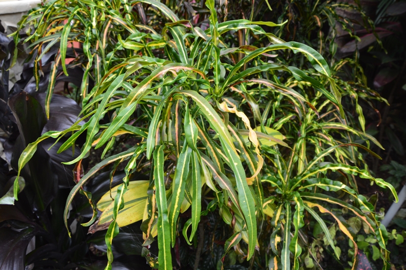 Curly Croton Plant Leaf