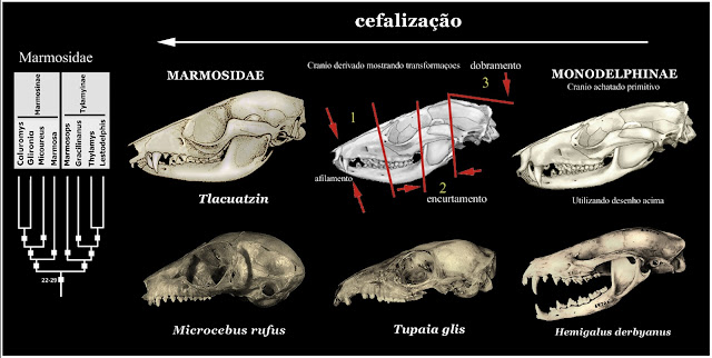 "A EVOLUÇÃO DOS MAMÍFEROS" THE Evolution OF THE MAMMALS: MARSUPIAL ...