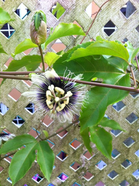 Urban Farmers Punto Com: Galería