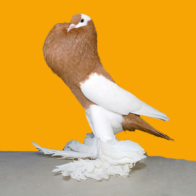 Perawatan Khusus Bulu Simbar Merpati Hias - taugitu.com