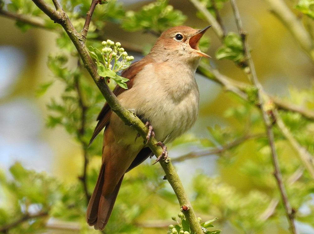 CAMBRIDGESHIRE BIRD CLUB GALLERY: Nightingale