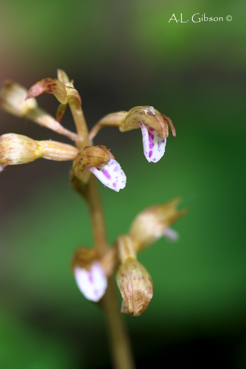 The Buckeye Botanist: Running Buffalo Clover, Orchids and a Native ...