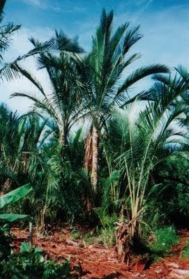 Cyber Info: Linut or Ambuyat