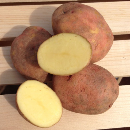 A Writerly Retirement: Red gold potato