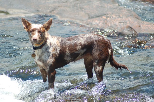 Dog Pictures: Koolie dog