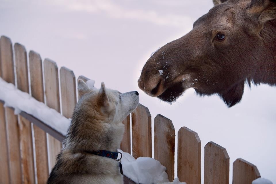 Funny animals of the week - 18 January 2013 (25 pics) | Amazing Creatures