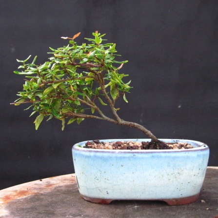 Bonsai Beginnings: Jasmine- One Fine Vine