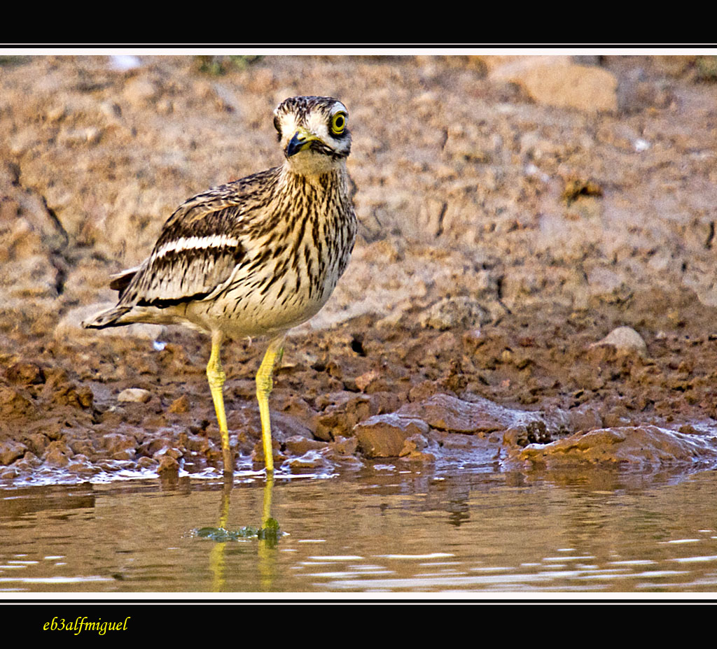 MIS AMIGAS LAS AVES: Alcaraván común (Burhinus oedicnemus)