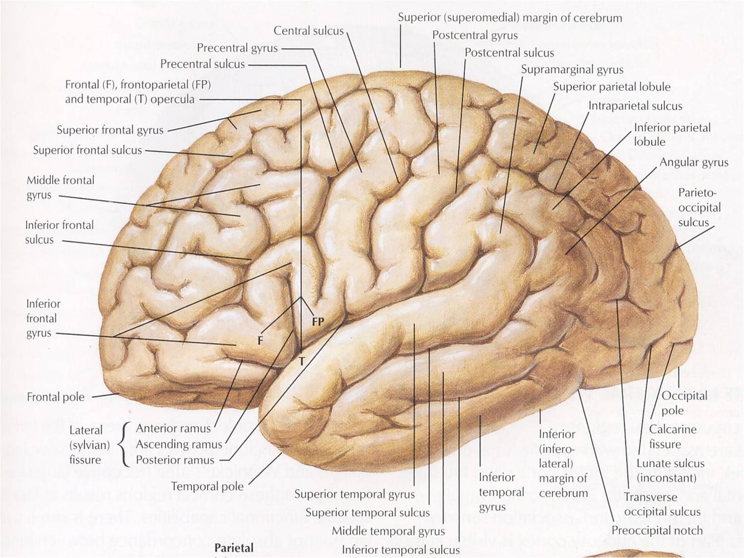 WEB BLOG. PSIKOLOGI.COM Universitas Prima Indonesia (UNPRI ...