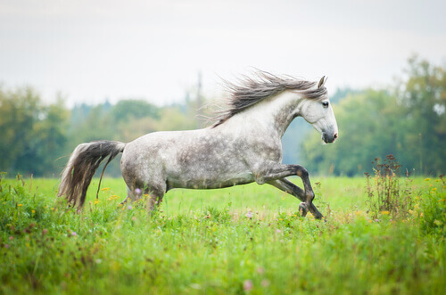 Let There Be Light...: Il ricordo di un cavallo