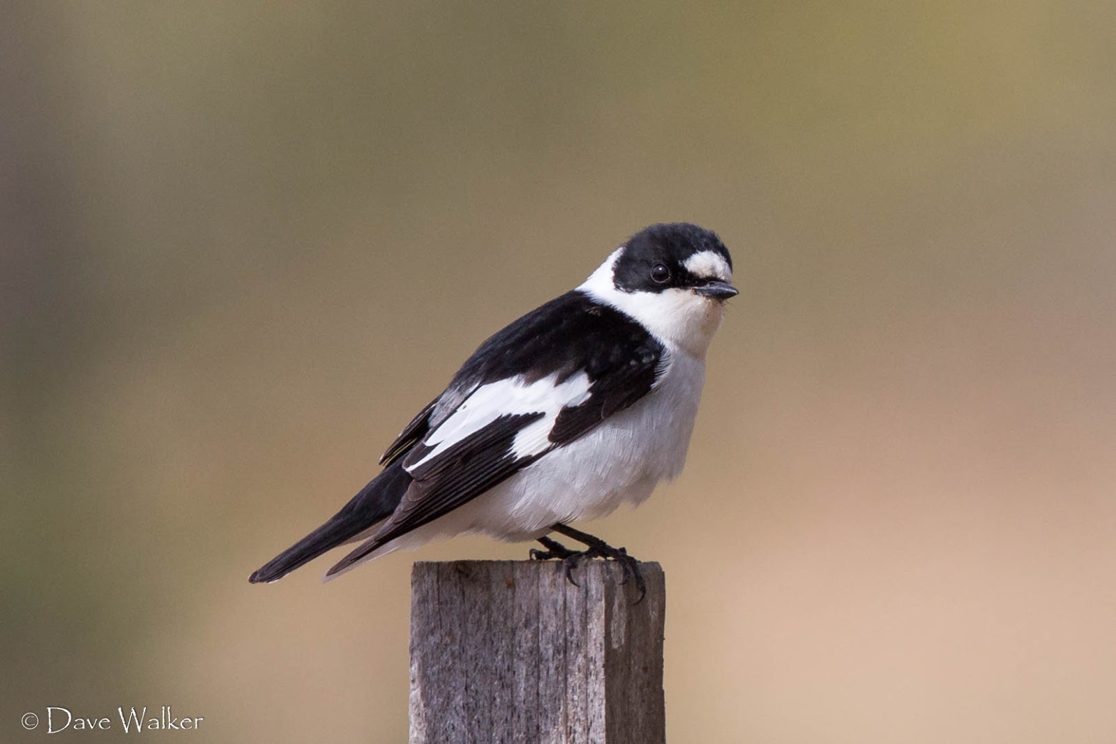 Cyprus Birds and Nature: Cape Greco