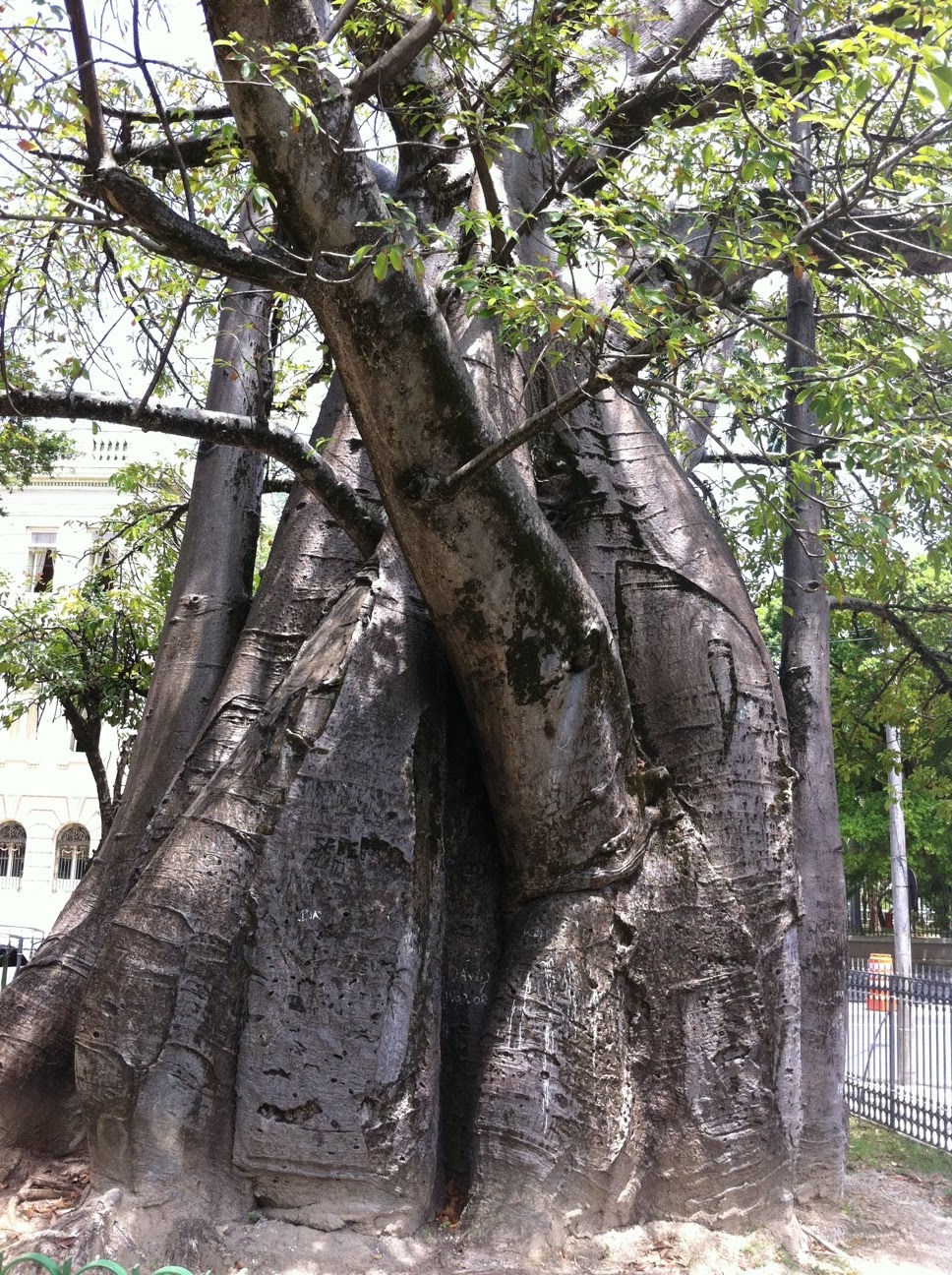 RECIFE PASSO A PASSO: Recife, Capital dos Baobás