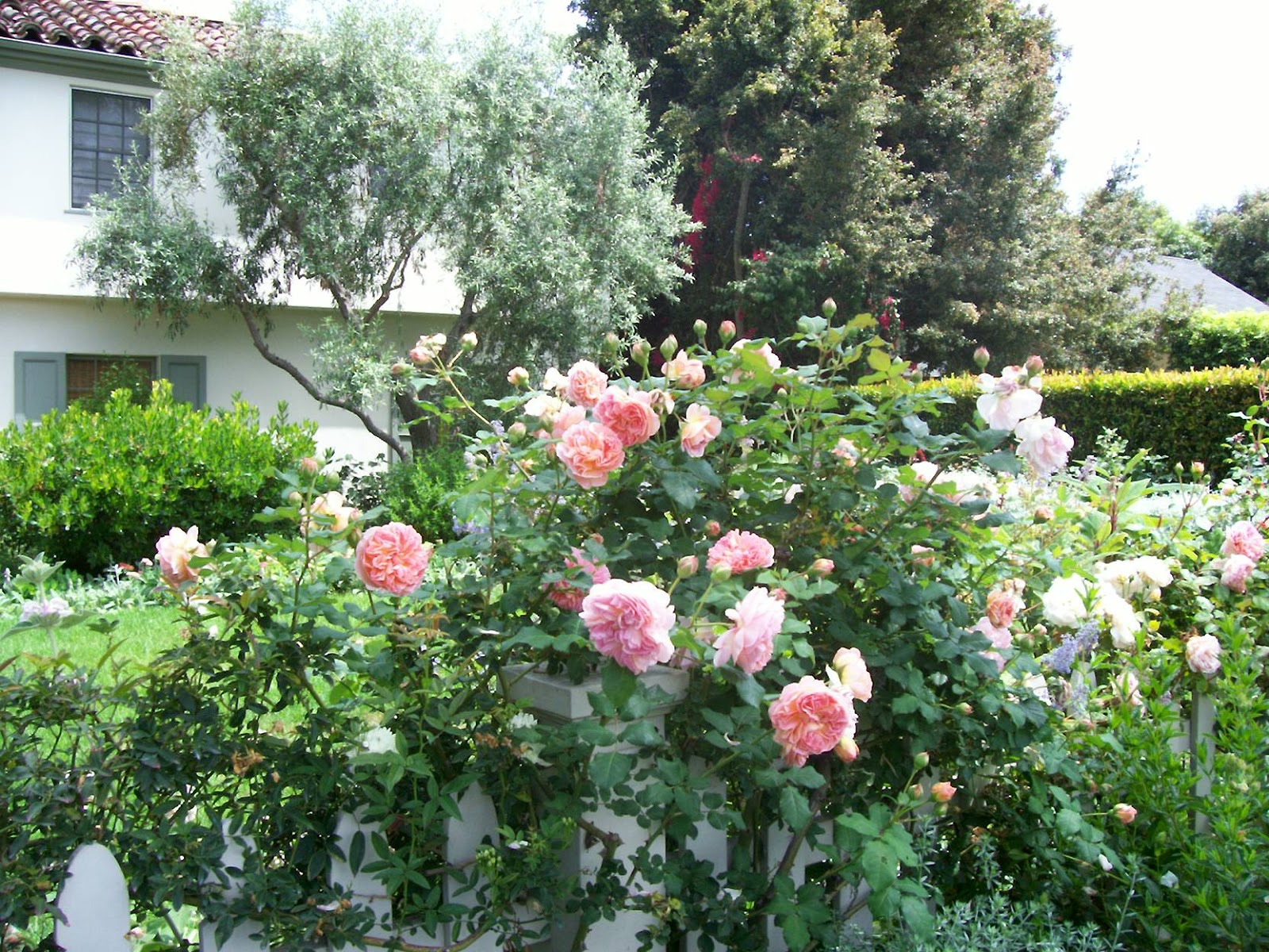 Environmental Concept- Earth-friendly Landscapes: Rose Gardens: Pretty ...