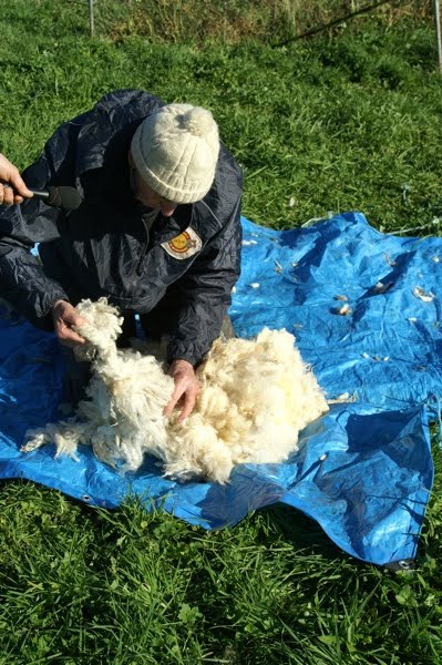 Woolshed 1: Sheep Husbandry - blade shearing method