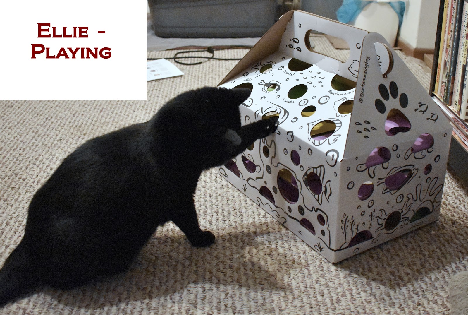 Do cats need human interaction or are they completely fine on their own ...