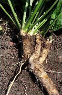 Bonsai Natal: Raiz forte - Armoracia rusticana