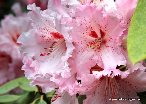 Daytrip in the Dandenongs: 6 Sights Not to Miss ~ My Traveling Joys