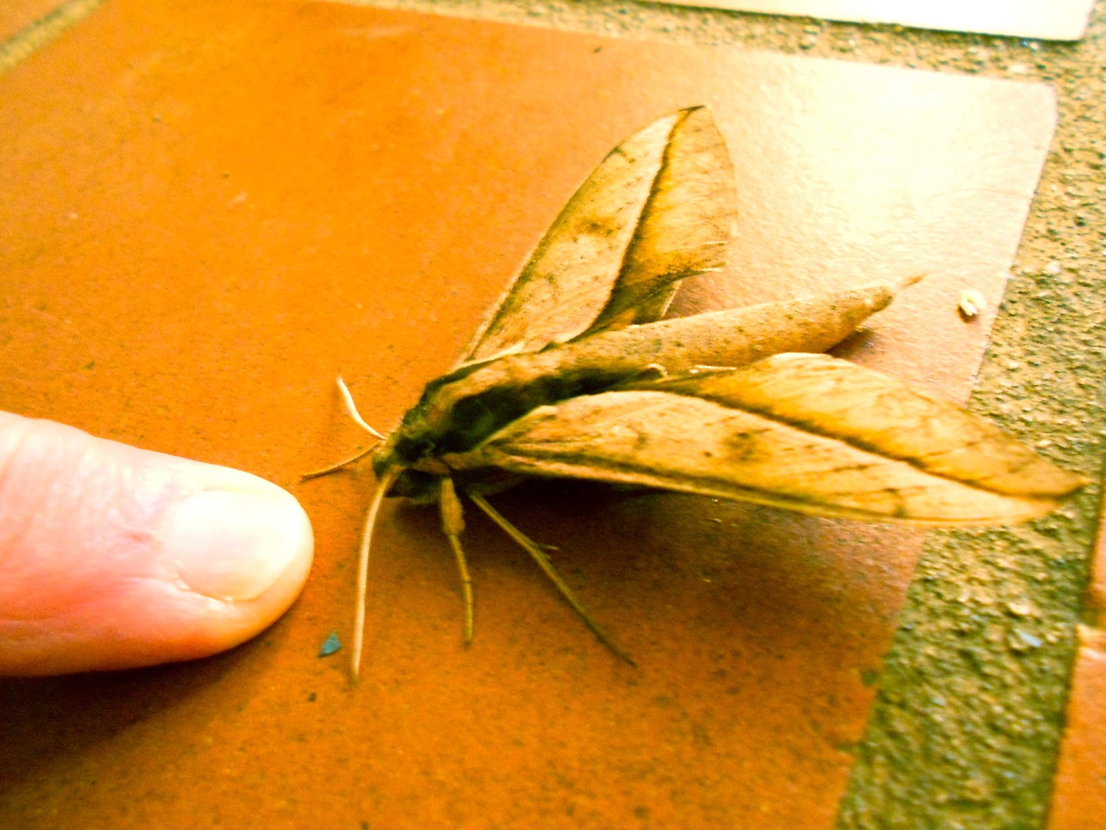 Rambling 'round the Rainforest: The most beautiful butterfly in the world!
