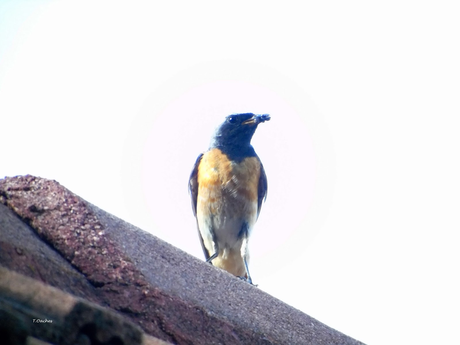 PASARI DIN ROMANIA: CODROS DE PADURE (2), Phoenicurus phoenicurus