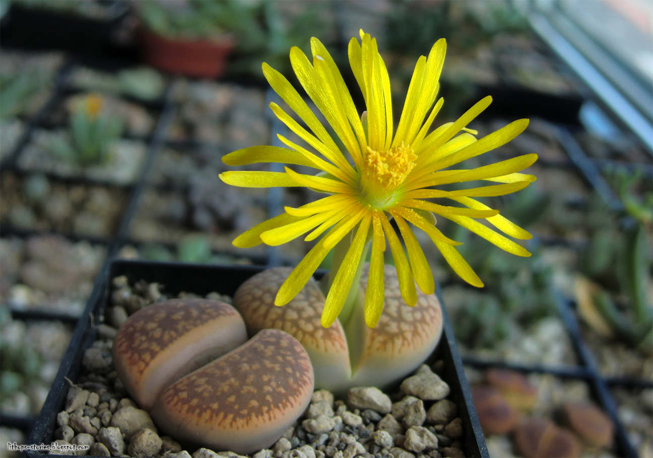 Lithops Stories: Even more spheroid flowers (7 pics)